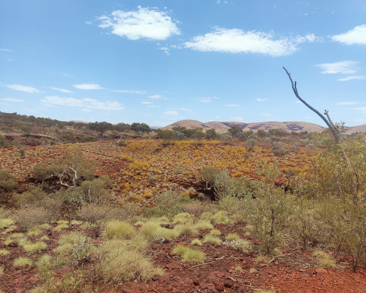Pilbara microbes – Ooid Scientific